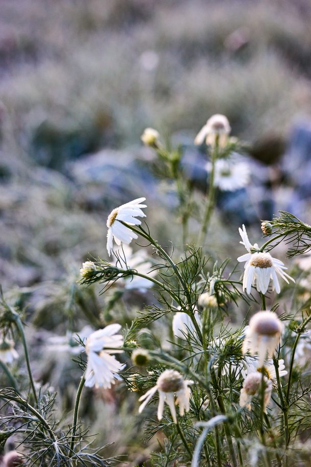 Weihnachten in England: ein inspirierend geschmücktes Landhaus